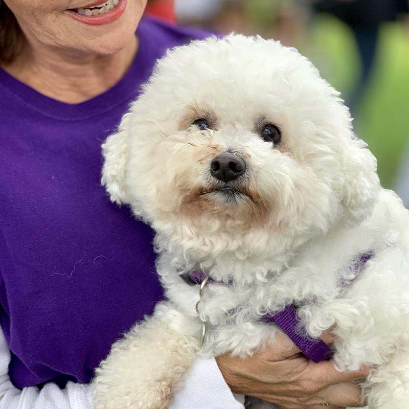 Bichon Rescue of Orange County – Age is Just a Number