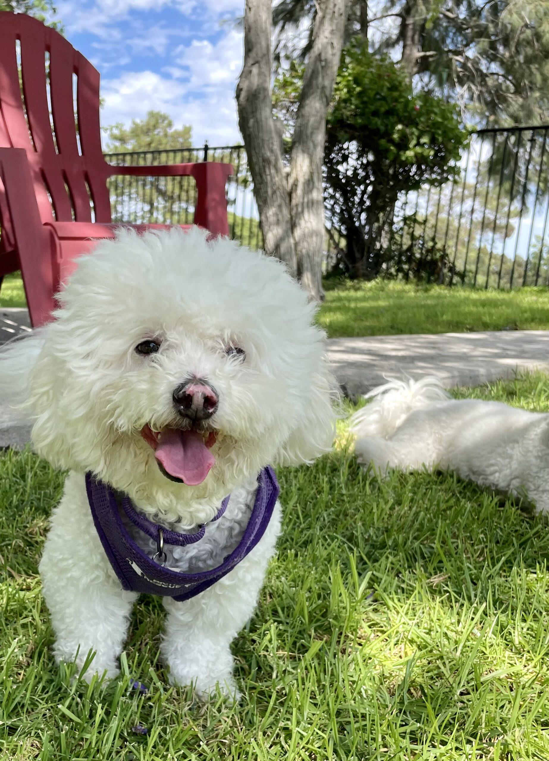 Donate – Bichon Rescue of Orange County