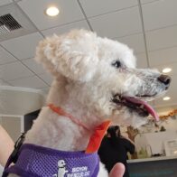Available Dogs – Bichon Rescue of Orange County